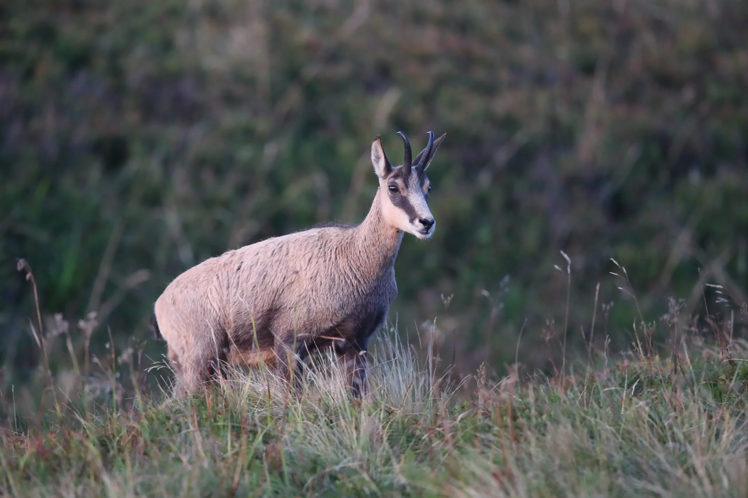 Grey rhebok - NTONI Karoo Game Reserve